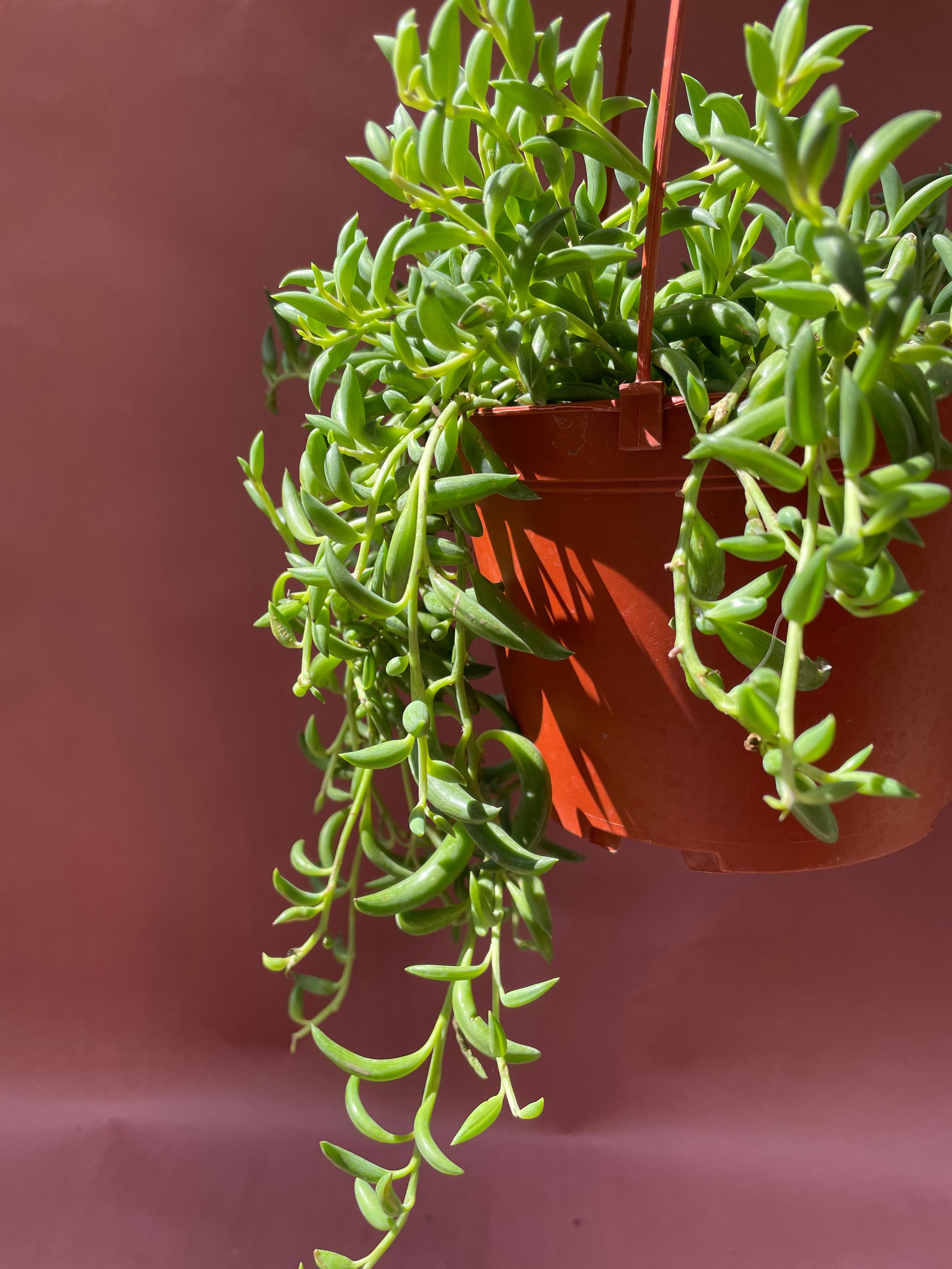 Senecio Radicans 'String of Bananas' | Vida Plant Shop